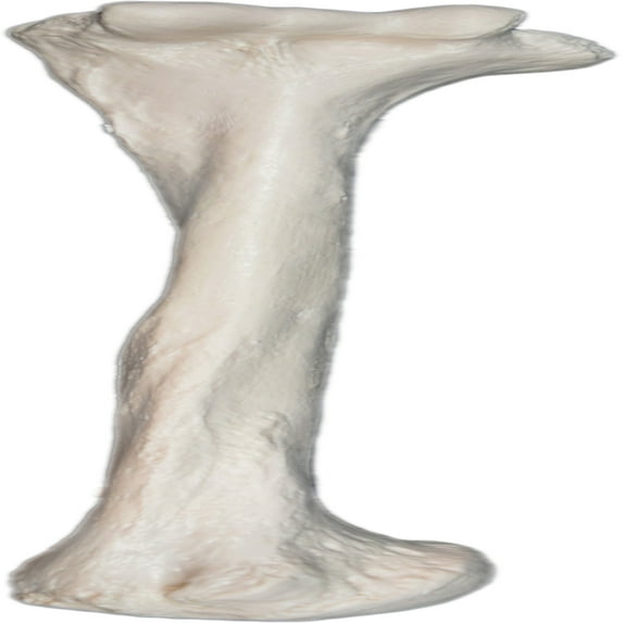 Humerus Bone Model - Left - Anatomically Accurate Human Humerus Bone ...