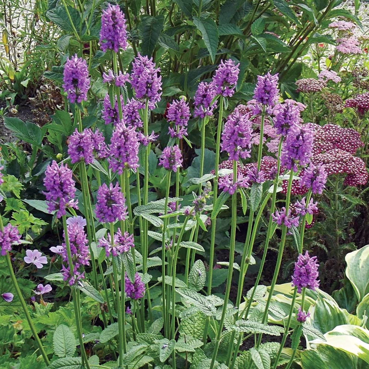 Hummelo Betony Perennial - Stachys monieri - Quart Pot - Walmart.com