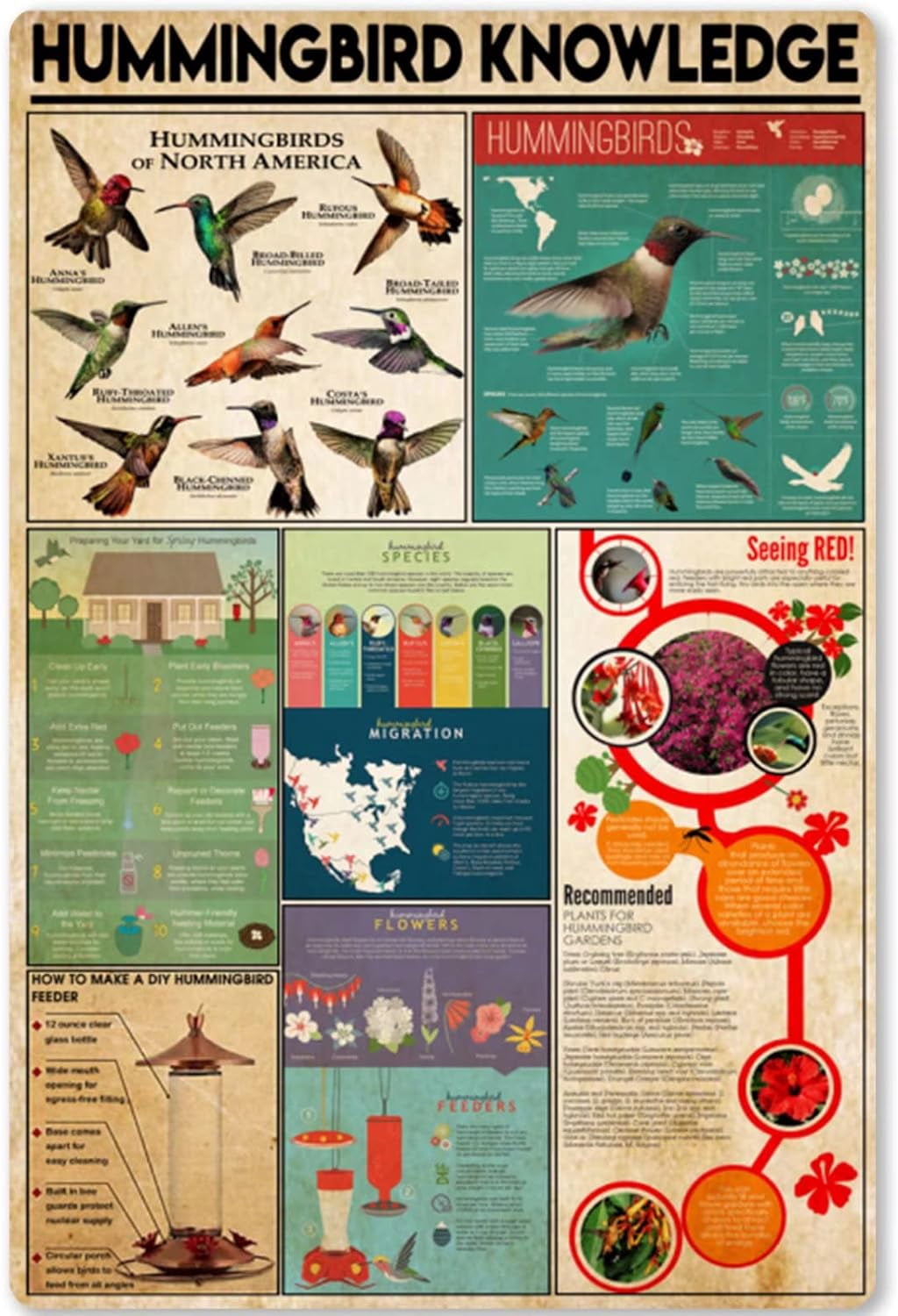 Hummingbird Infographic Tin Signs Hummingbird Knowledge Retro Plaques ...