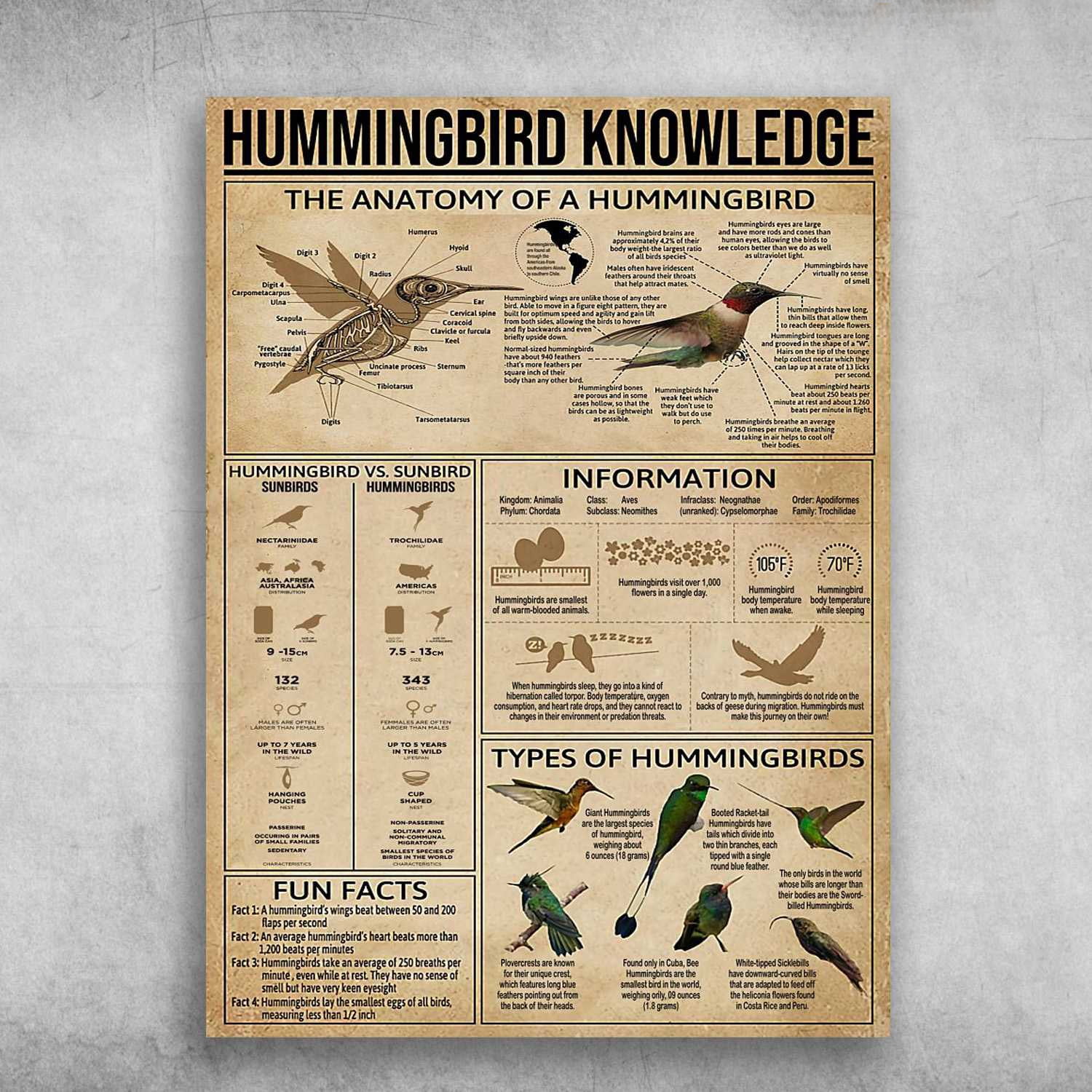 Hummingbird Knowledge, Hummingbird Poster, The Anatomy Of A Hummingbird ...