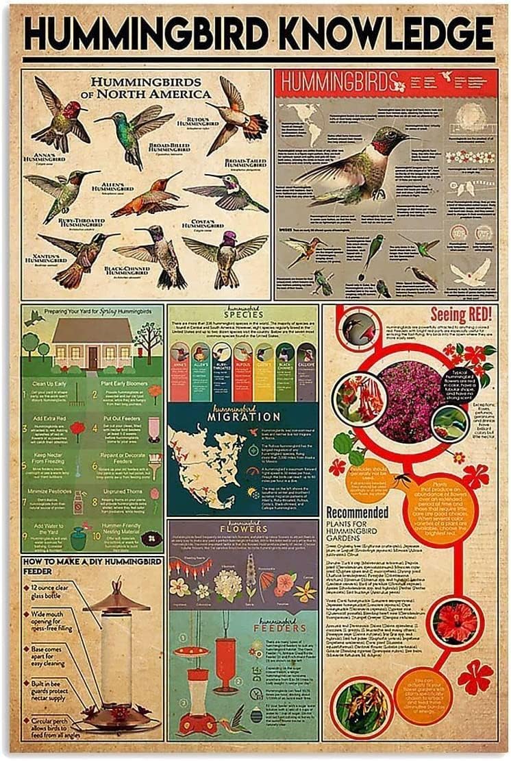 Hummingbird Knowledge Metal Signs Wall Decor Hummingbird Overview Metal ...