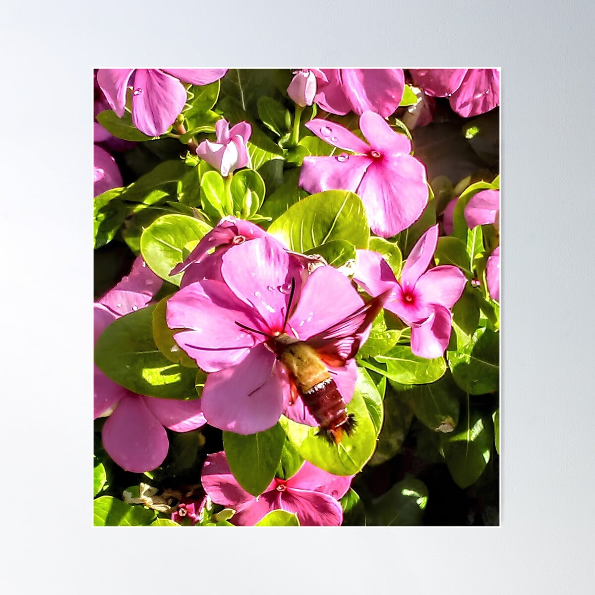Hummingbird Moth And Vinca Blooms Poster Wall Art, Modern Wall Decor ...