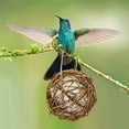 Hummingbird Nesting, Globe Hummingbird House With Soft White Fiber for ...