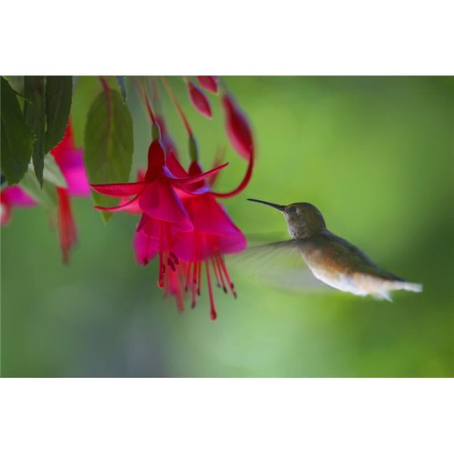 Hummingbird Poster Print by Raven Regan, 34 x 22 - Large - Walmart.com
