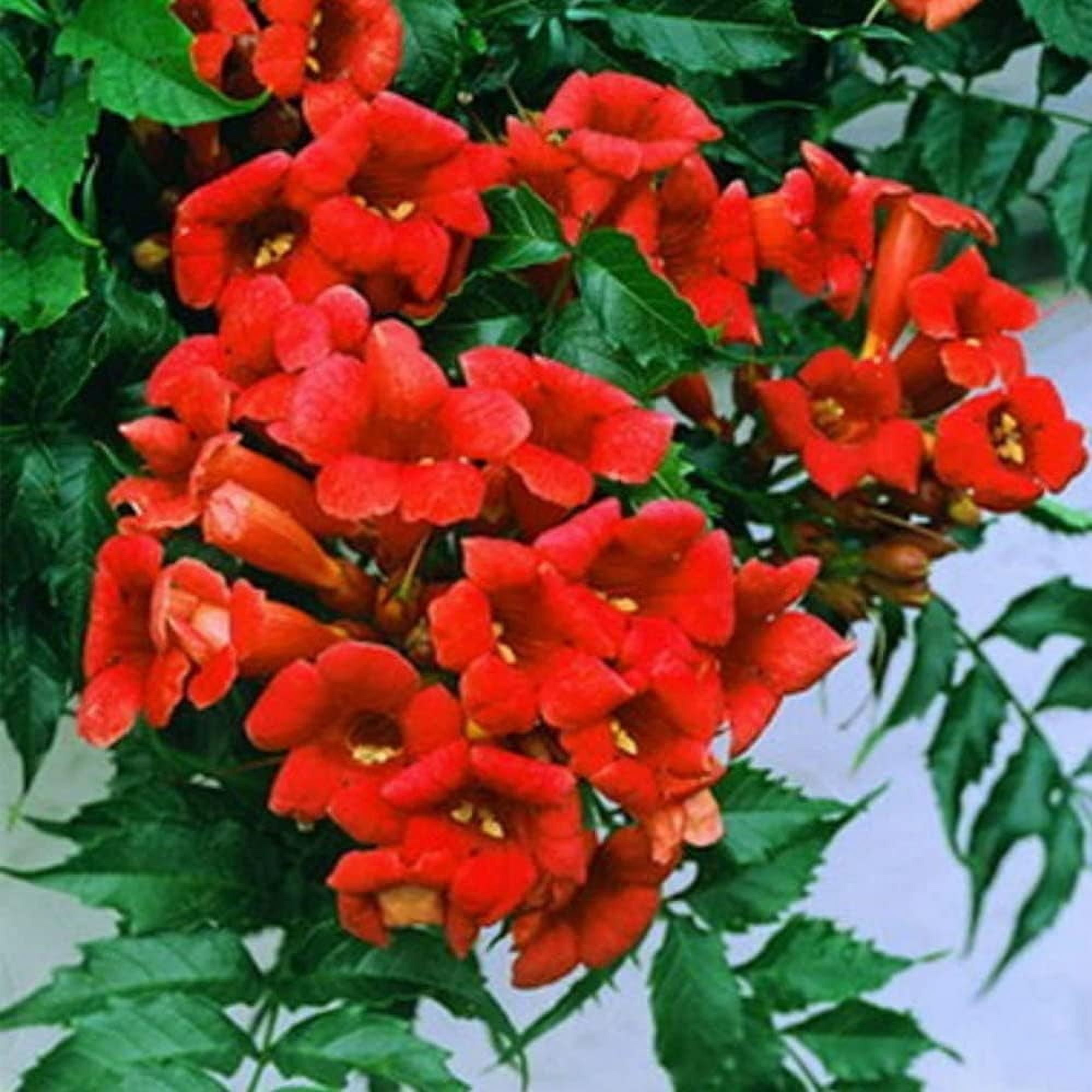 Hummingbird Trumpet Vine - Perennial Flower, Quart Pot Root Start - Red ...