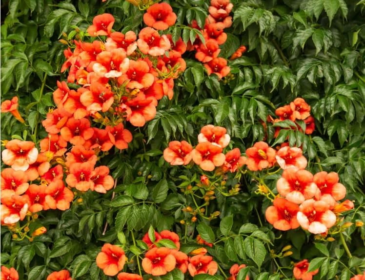 Hummingbird Vine Seedlings for Planting - Trumpet Creeper Vine - Great ...