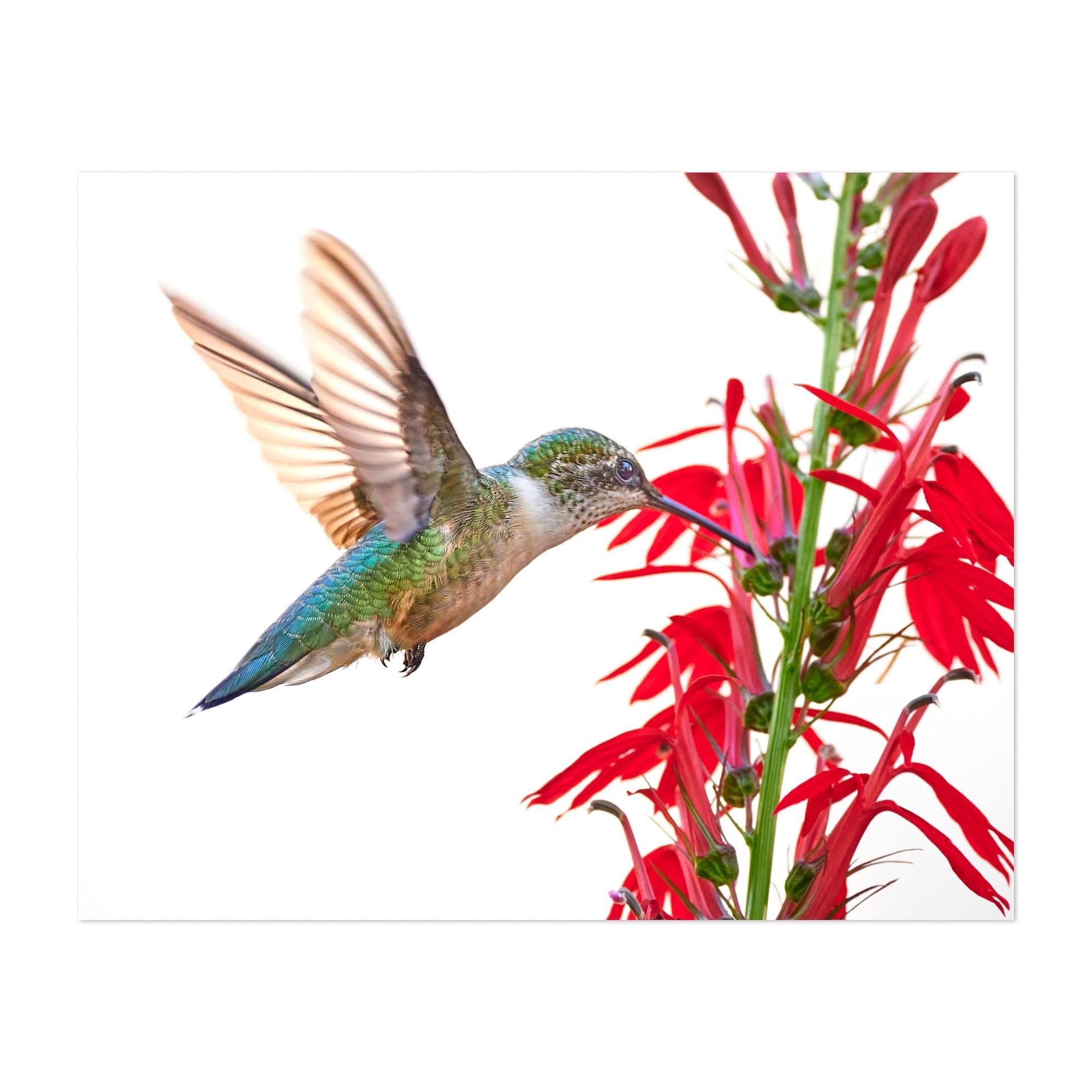 Hummingbird at Cardinal Flower - Photography Bird Floral Nature ...