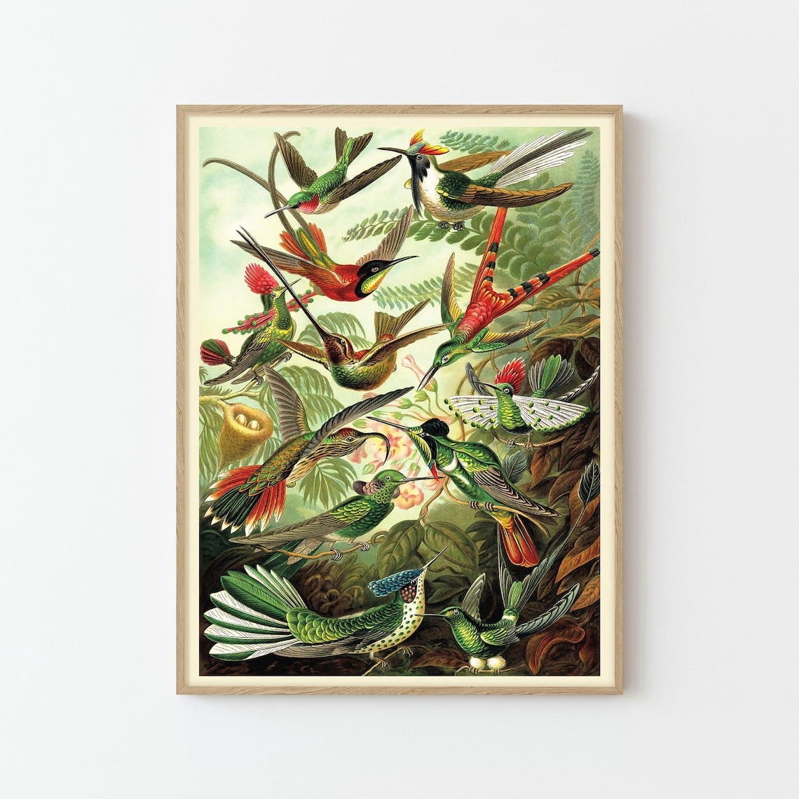 Hummingbirds Ernst Haeckel Vintage Illustration Fine Art Print Home ...