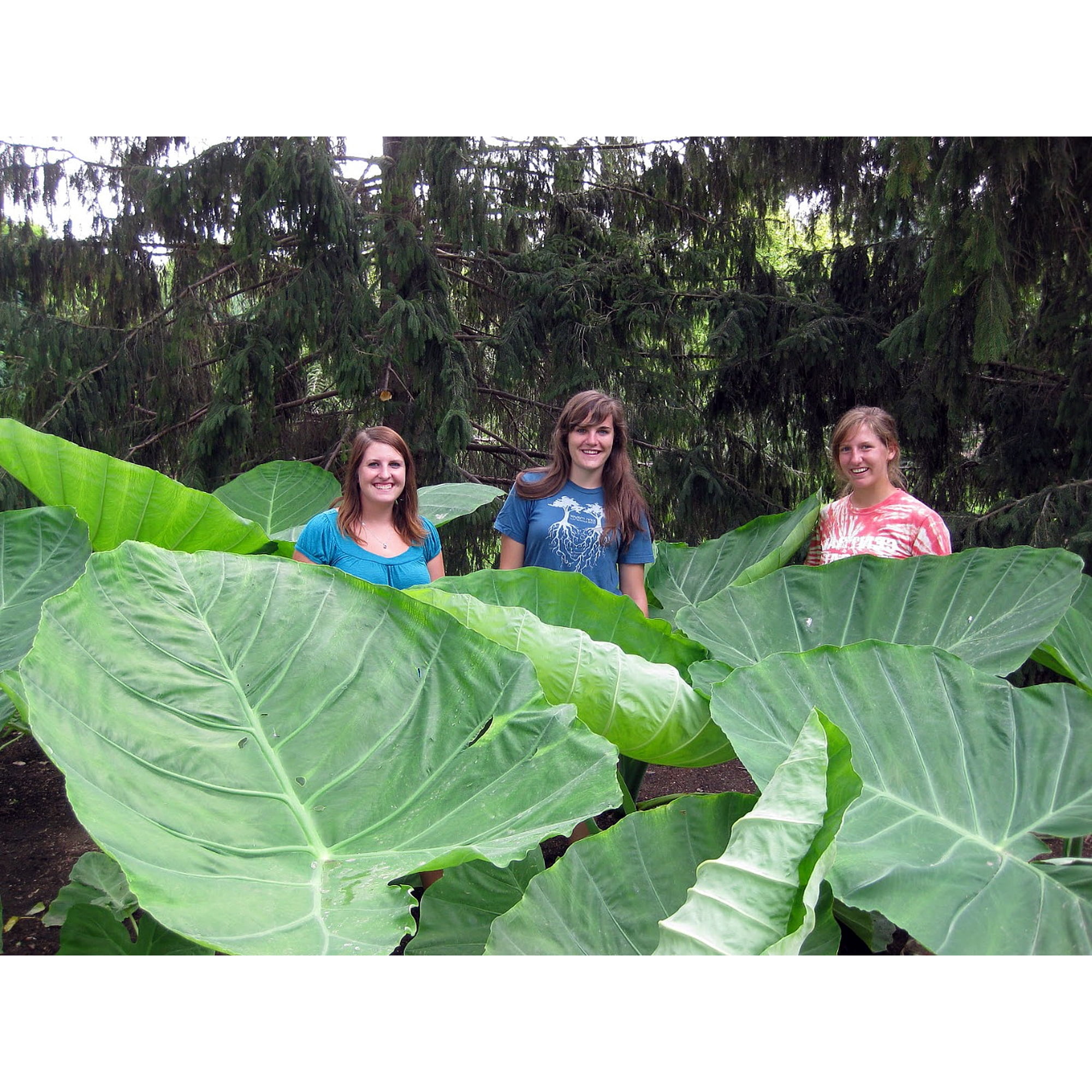 Giant Taro Plant