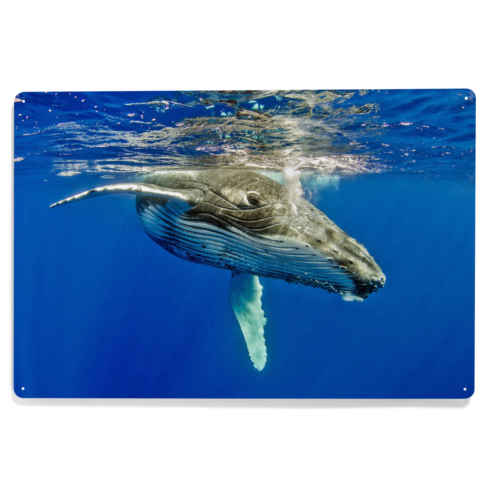 Humpback Whale (12x18 Aluminum Art, Indoor Outdoor Metal Sign Decor ...