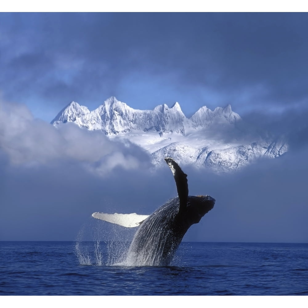 Humpback Whale Breaches In Clearing Fog Se Ak Spring W/Mendenhall ...