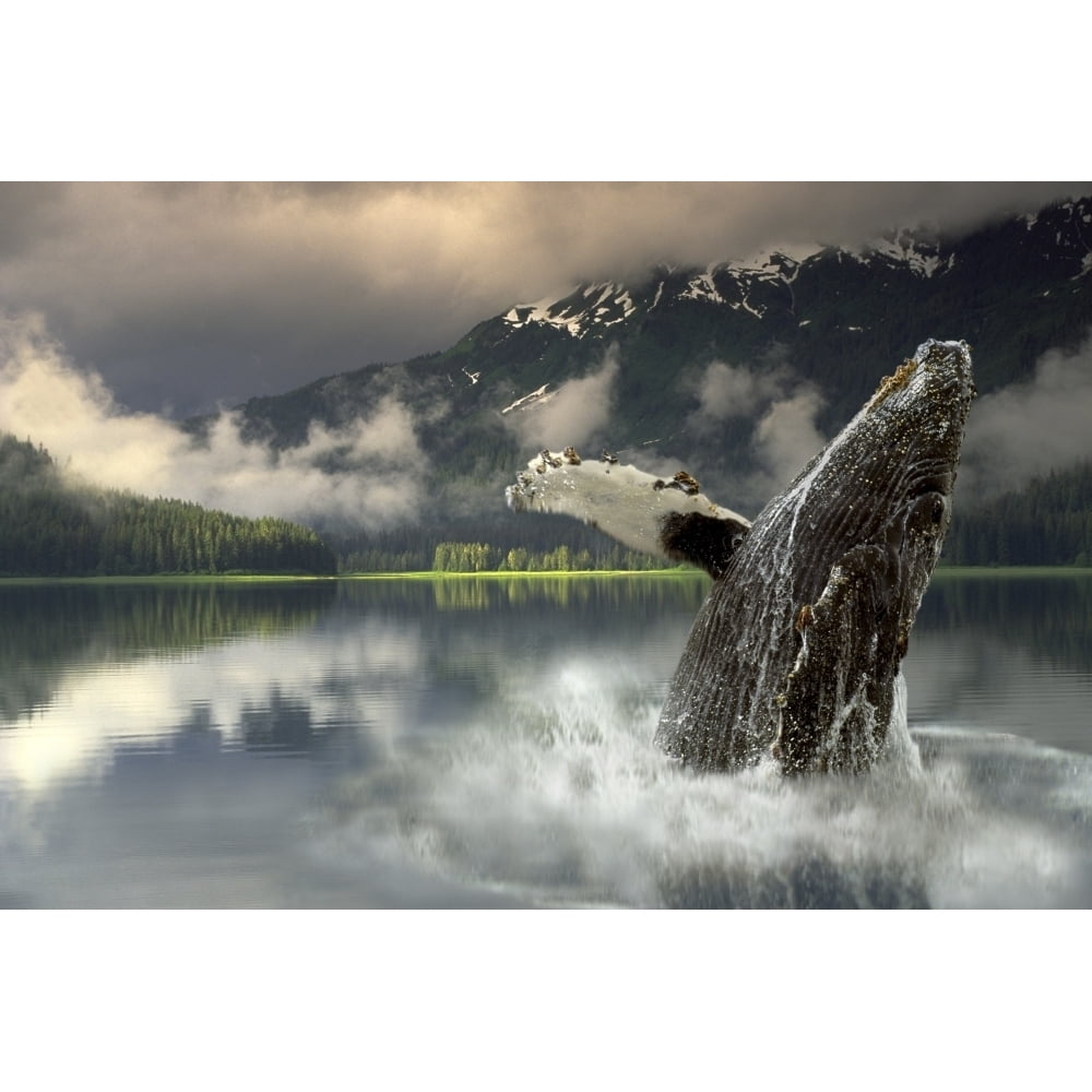 Humpback Whale Breaching Southeast Ak Digital Image Summer Portrait ...