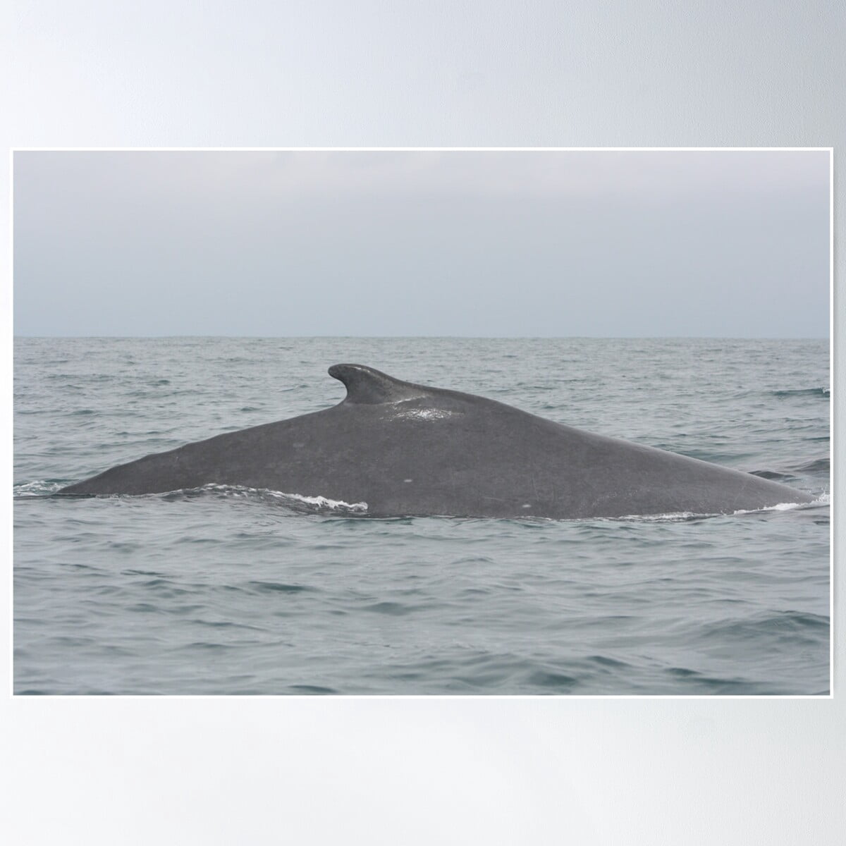 Humpback Whale Lying On The Surface Poster Wall Art Modern Wall Decor ...
