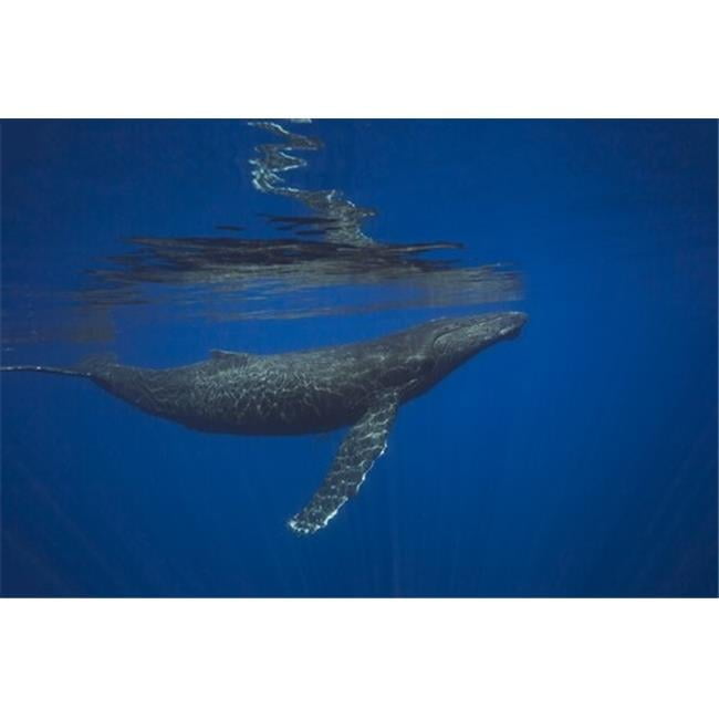 Humpback Whale Megaptera Novaeangliae Underwater - Hawaii United States ...