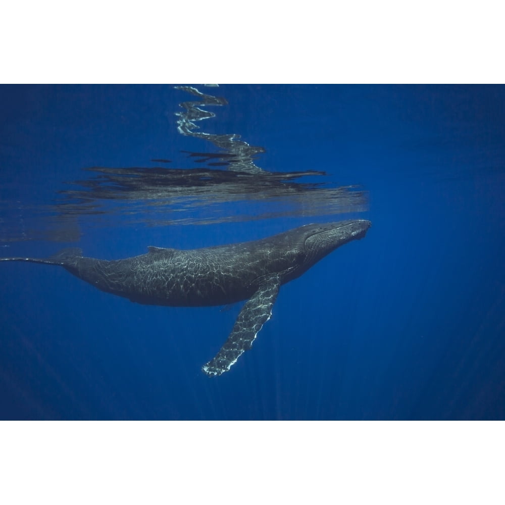 Posterazzi DPI12304358 Humpback Whale Megaptera Novaeangliae Underwater ...