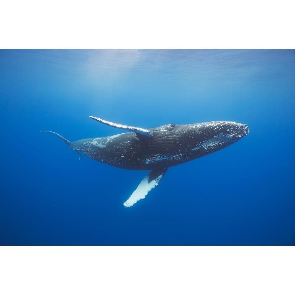 Humpback Whale Underwater; Hawaii United States Of America by Dave ...