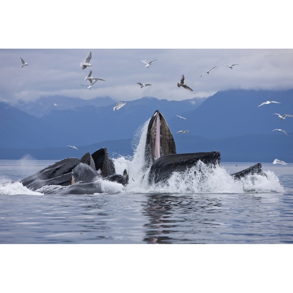 Humpback Whales Bubble Net Feeding For Herring In Chatham Strait ...