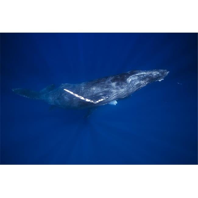 Humpback Whales Megaptera Novaeangliae Underwater - Hawaii United ...