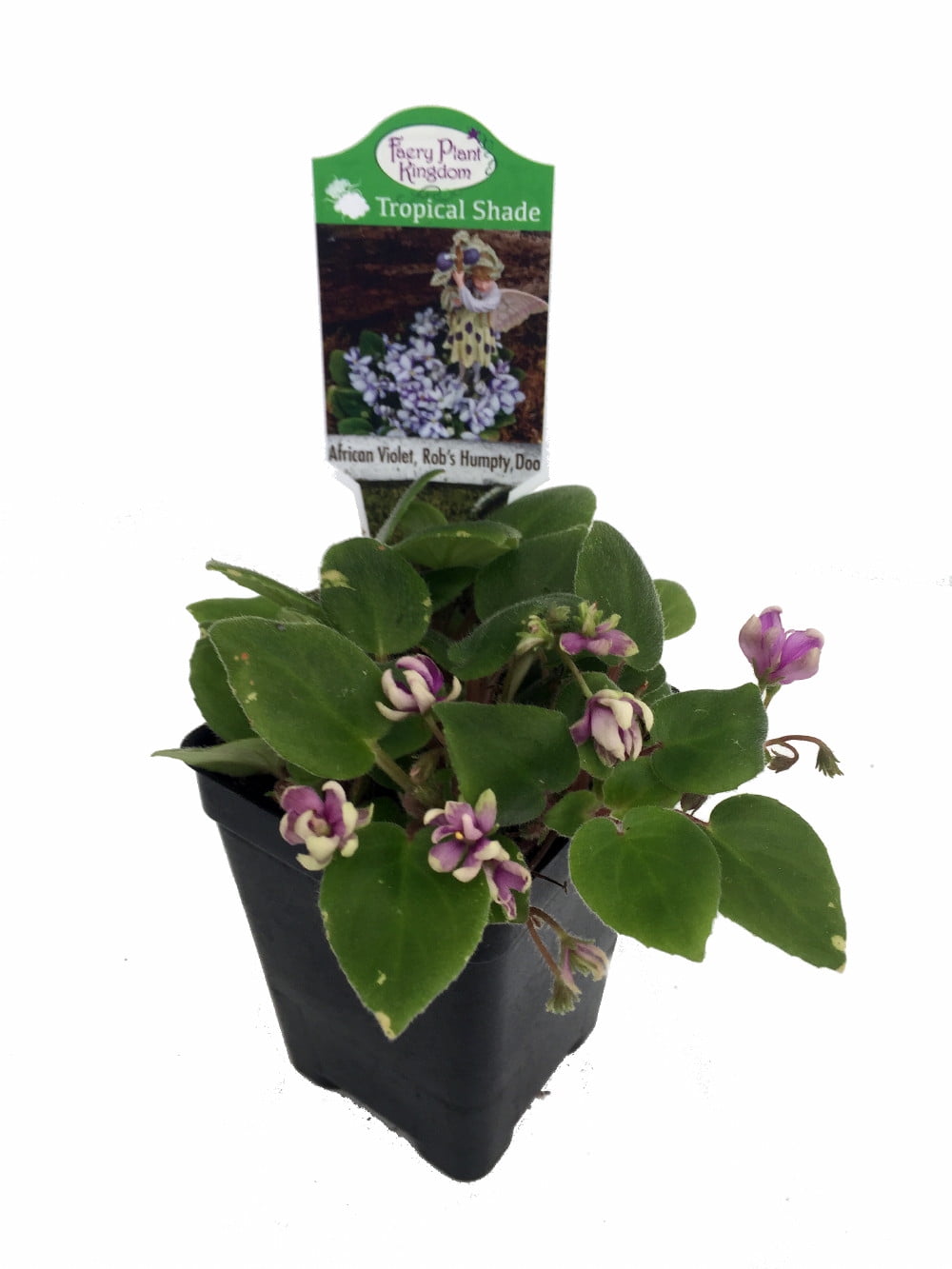 Humpty Doo Mini African Violet - 2.5" Pot - Terrariums/Fairy Gardens ...