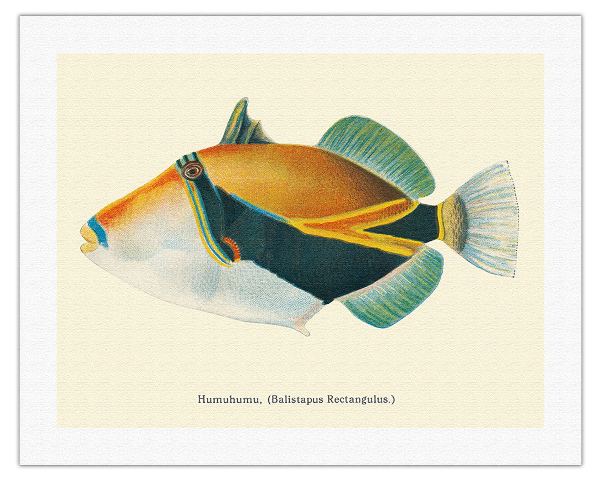 Humuhumunukunukuapua’a (Balistapus Rectangulus) - Hawaiian Reef ...