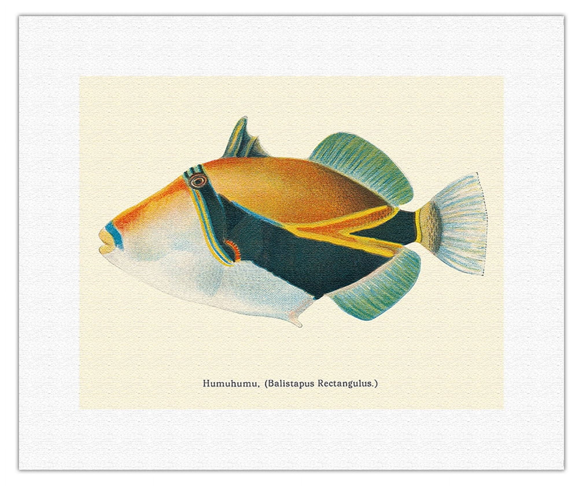 Humuhumunukunukuapua’a (Balistapus Rectangulus) - Hawaiian Reef ...