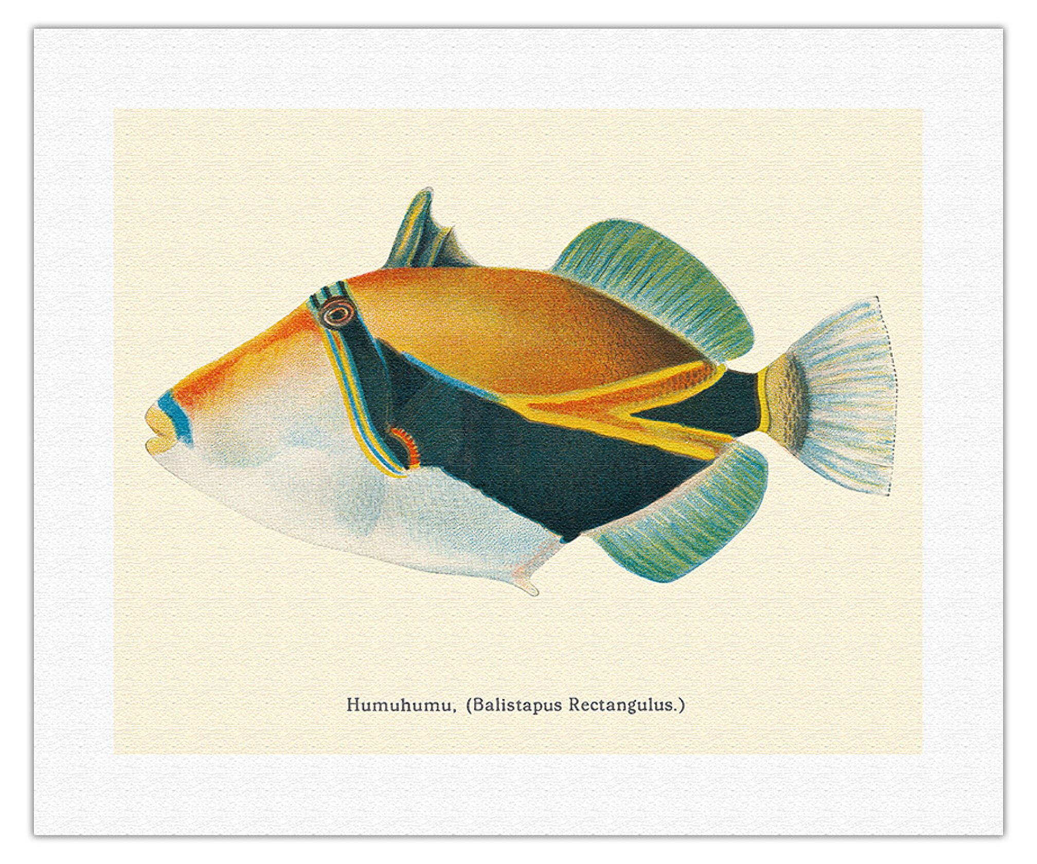 hawaiian triggerfish coloring pages