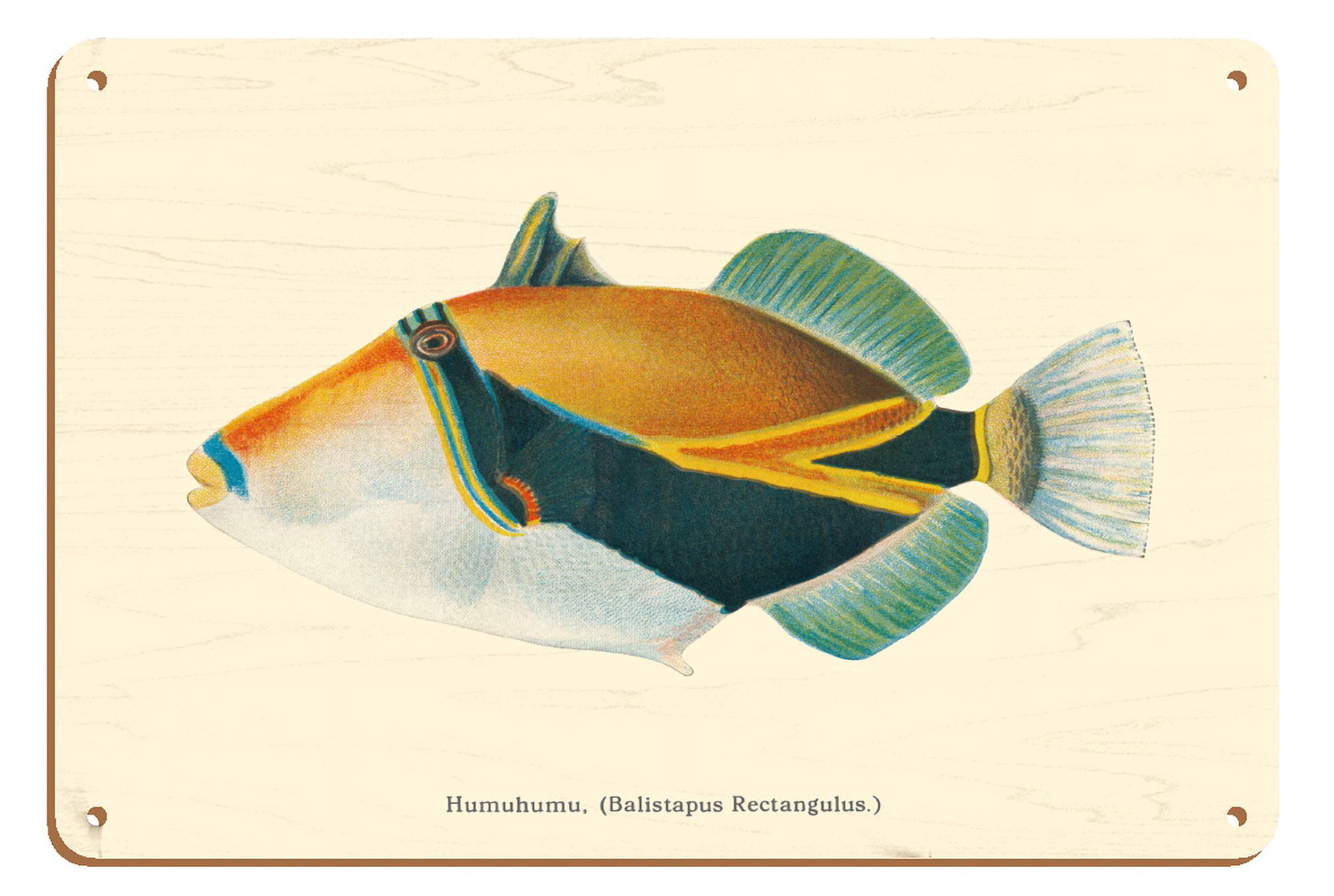 Humuhumunukunukuapua’a (Balistapus Rectangulus) - Hawaiian Reef ...
