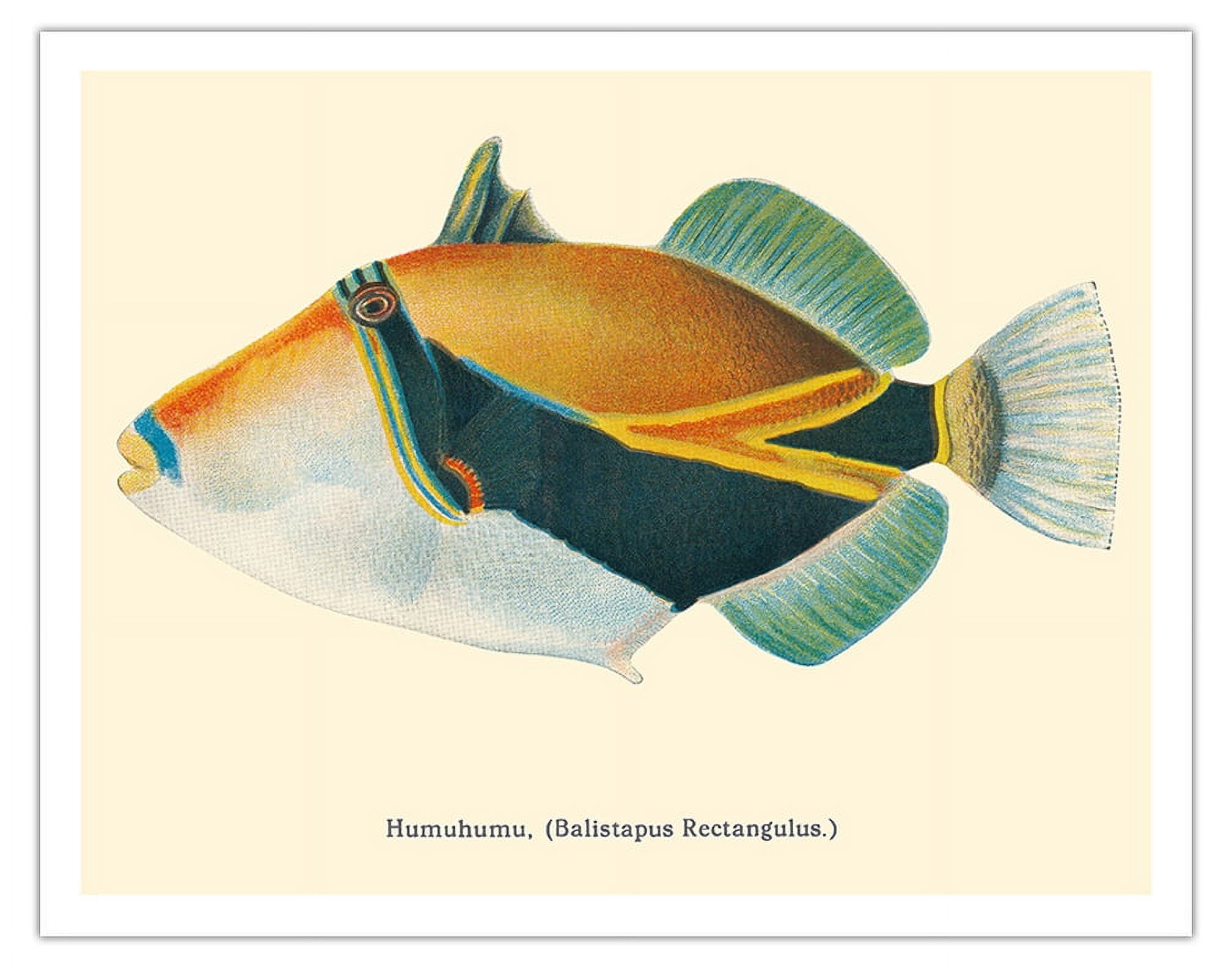 Humuhumunukunukuapua’a (Balistapus Rectangulus) - Hawaiian Reef ...