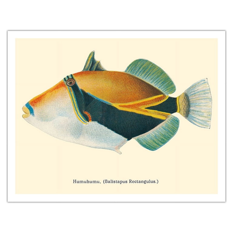 triggerfish drawing