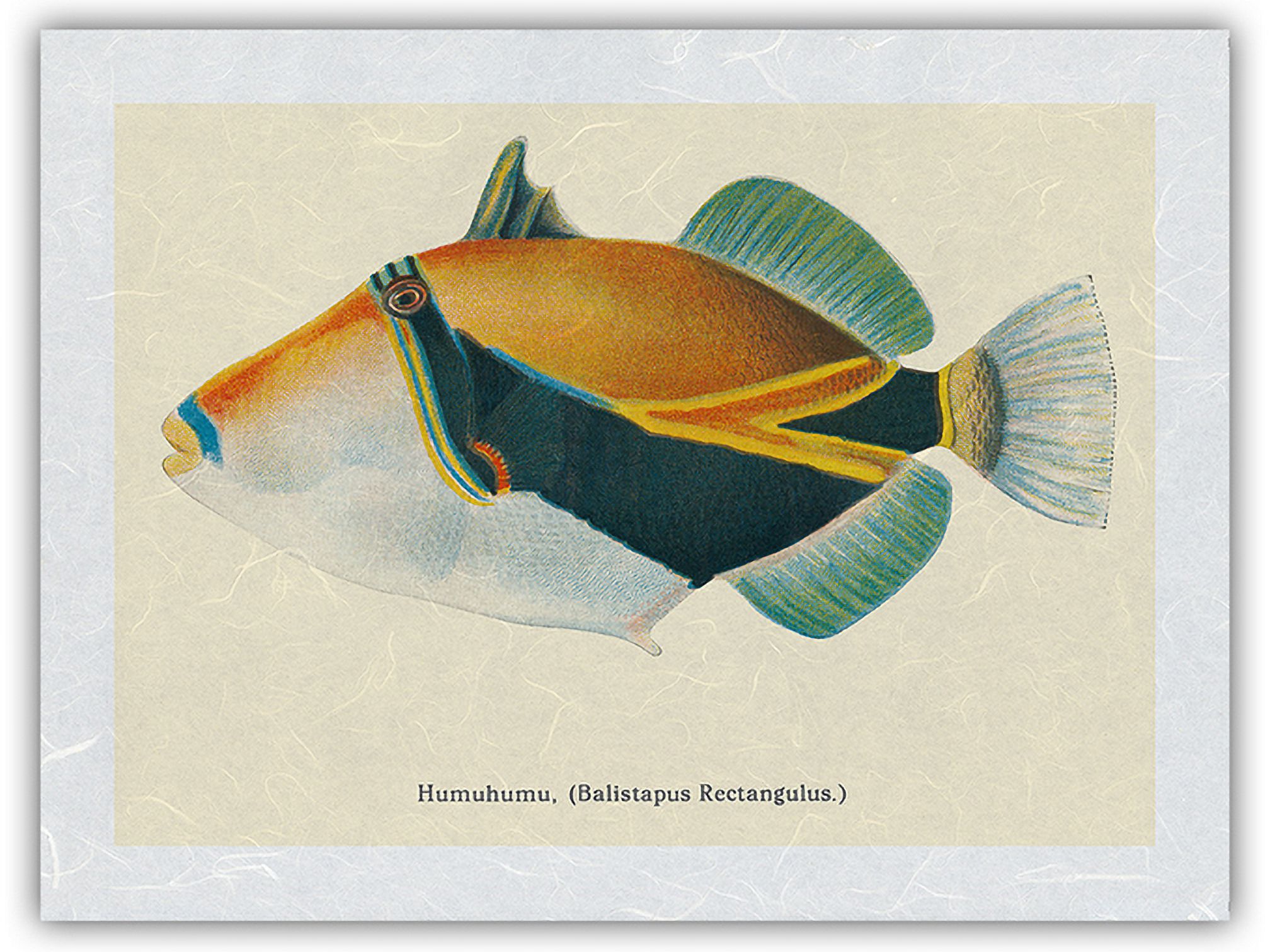 Humuhumunukunukuapua’a (Balistapus Rectangulus) - Hawaiian Reef ...
