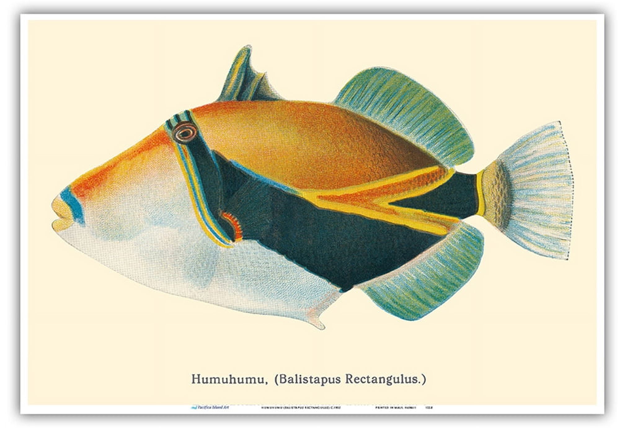 Humuhumunukunukuapua’a (Balistapus Rectangulus) - Hawaiian Reef ...