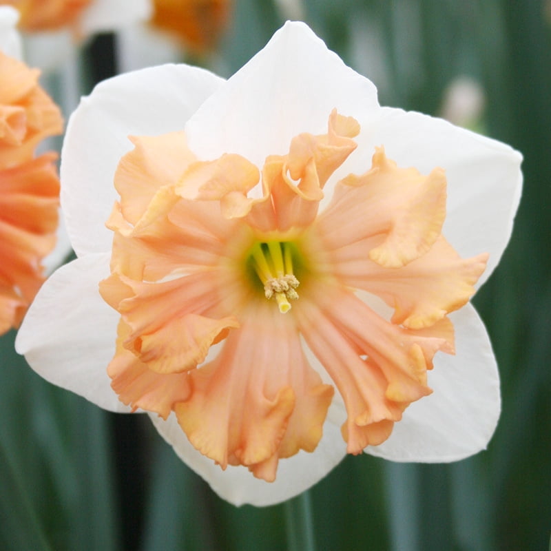 Hungarian Rhapsody Daffodil Flower Bulbs - 5 Bulbs per Pack - Good as ...