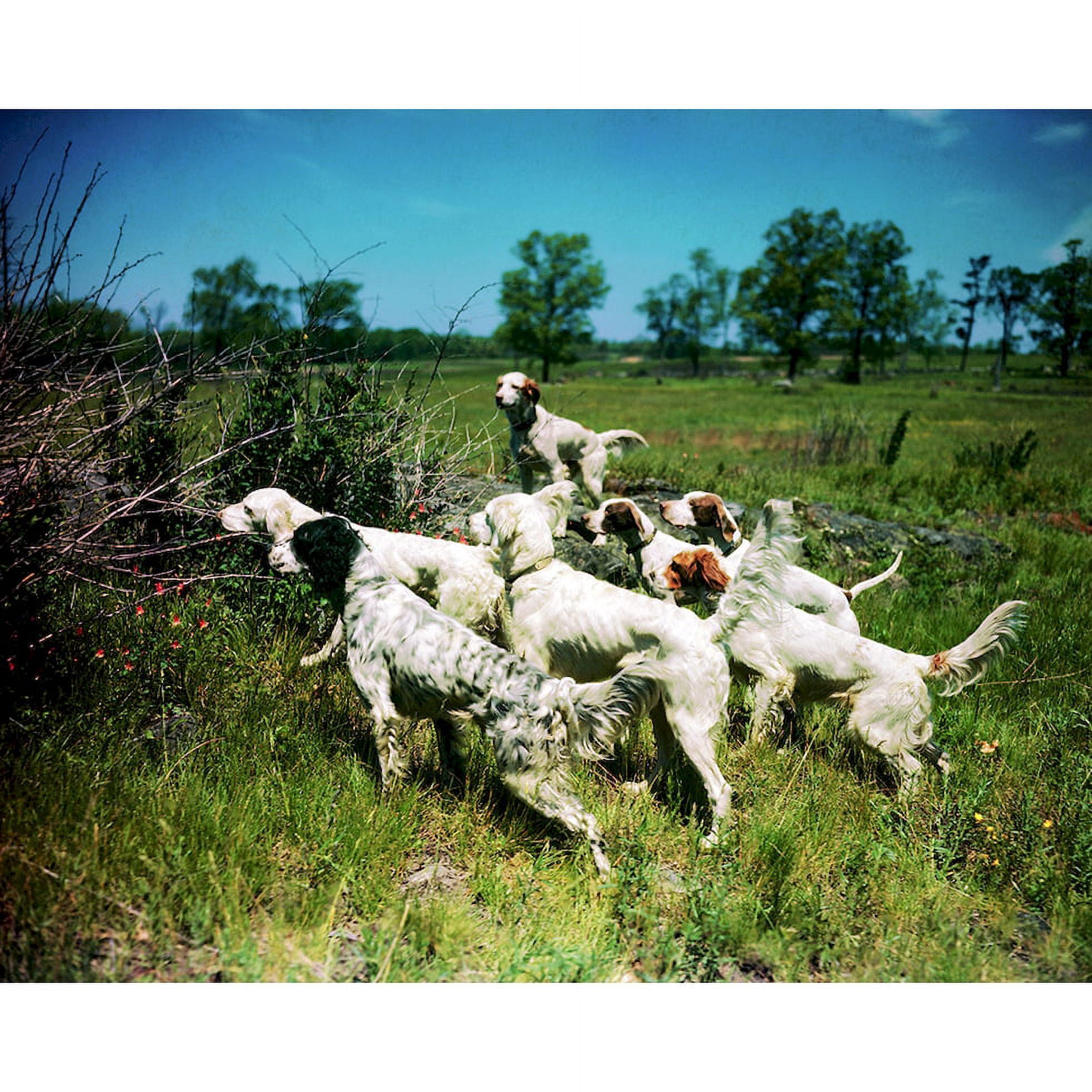 Hunting Dogs 16"x20" Print - Walmart.com