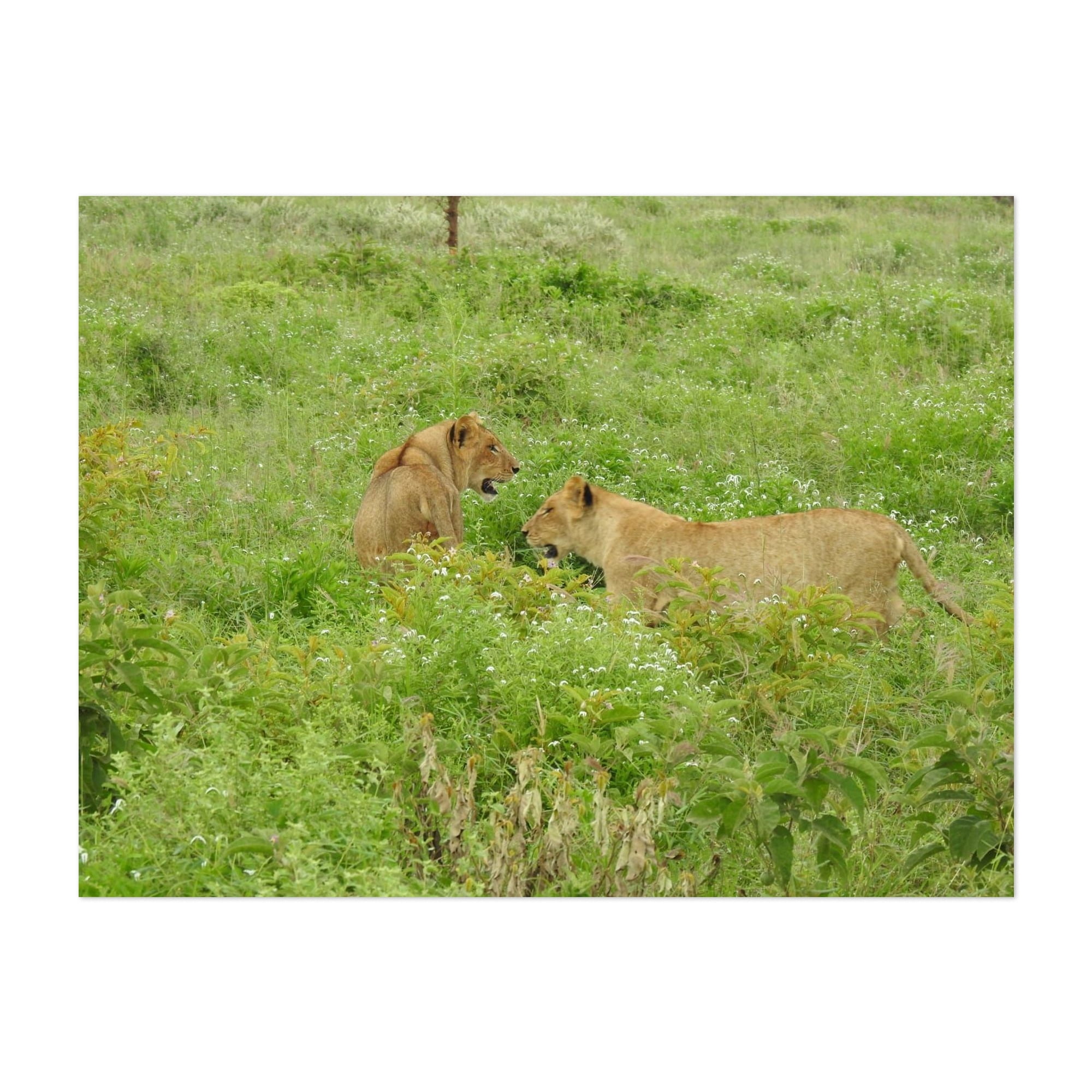 Hunting Lionesses - Kenya Wilaya ya Narok Photography Wildlife Nature ...