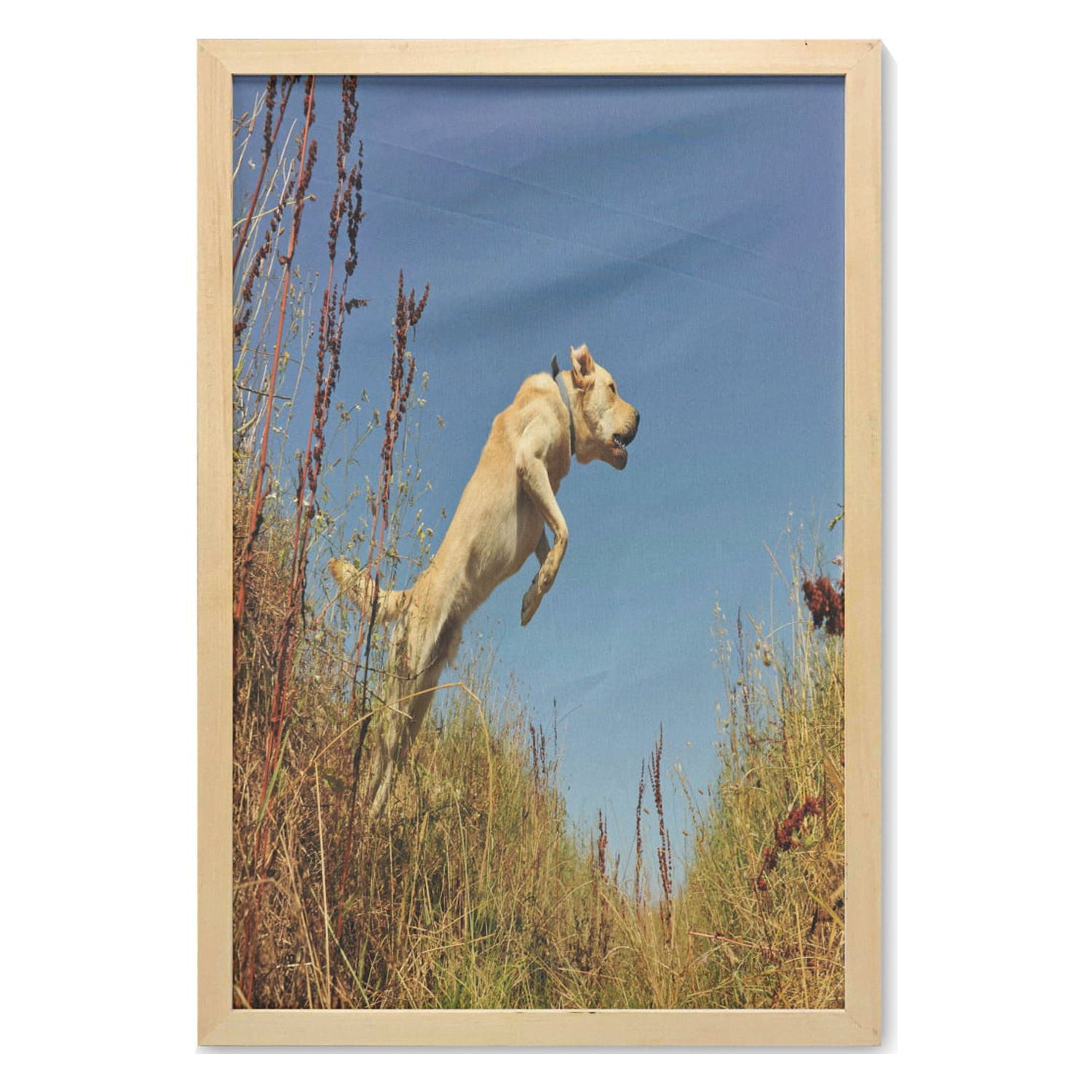 Hunting Wall Art with Frame, Purebred Labrador Retriever Jumping in a ...