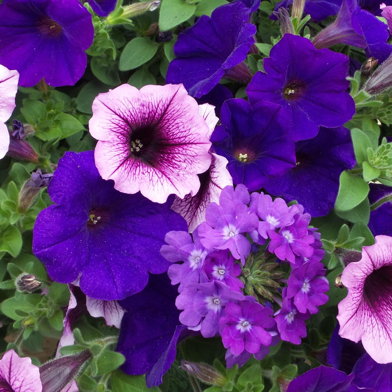 Hurrah Velvet' Petunia 6" Pot (Pack of 4) - Walmart.com