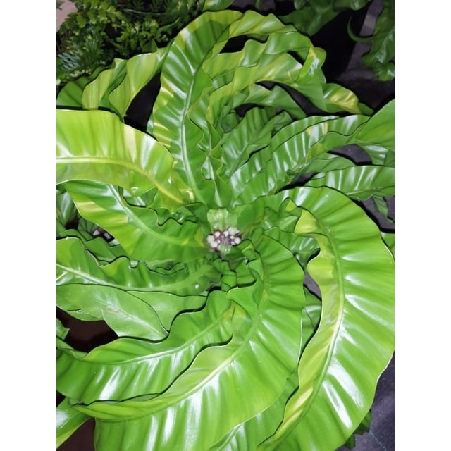 Hurricane Bird's Nest Fern - Asplenium antiquum - 4" Pot - Walmart.com