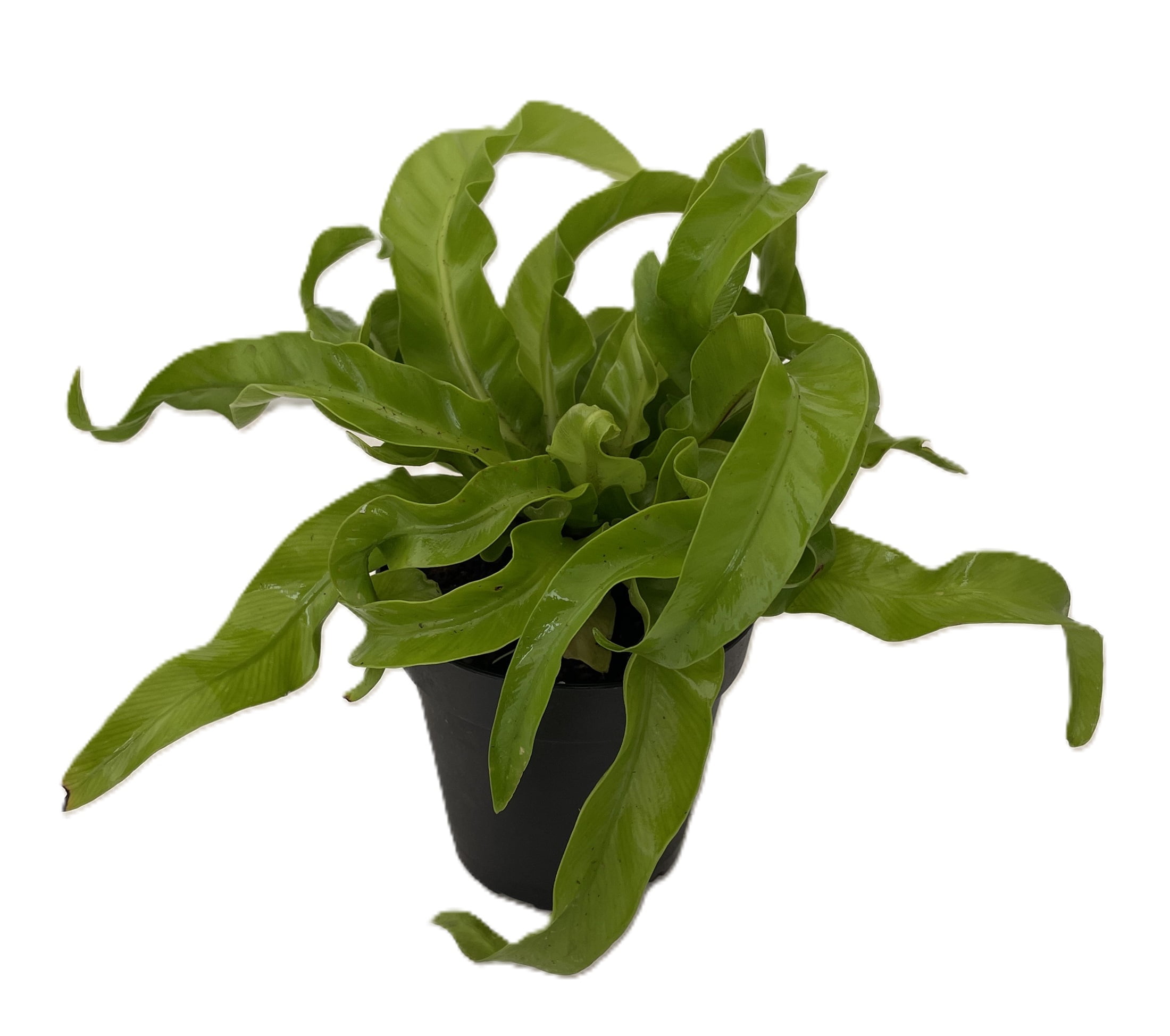 Hurricane Bird's Nest Fern - Asplenium antiquum - 4" Pot - Walmart.com