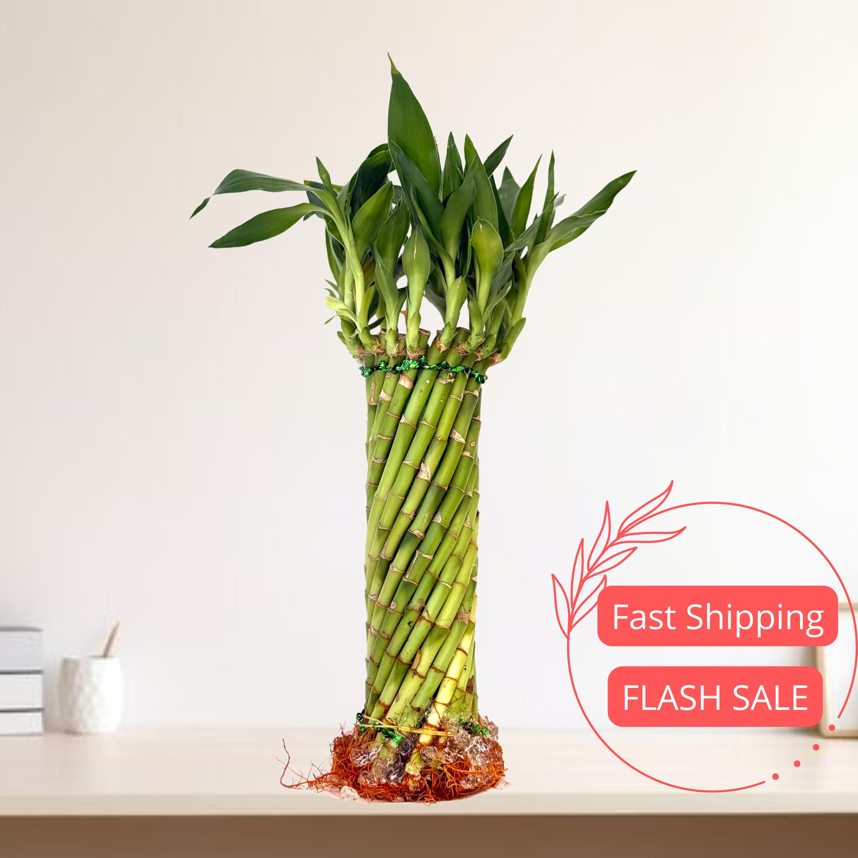 Hurricane Lucky Bamboo Plant Live | Hurricane Bamboo Live Plants ...