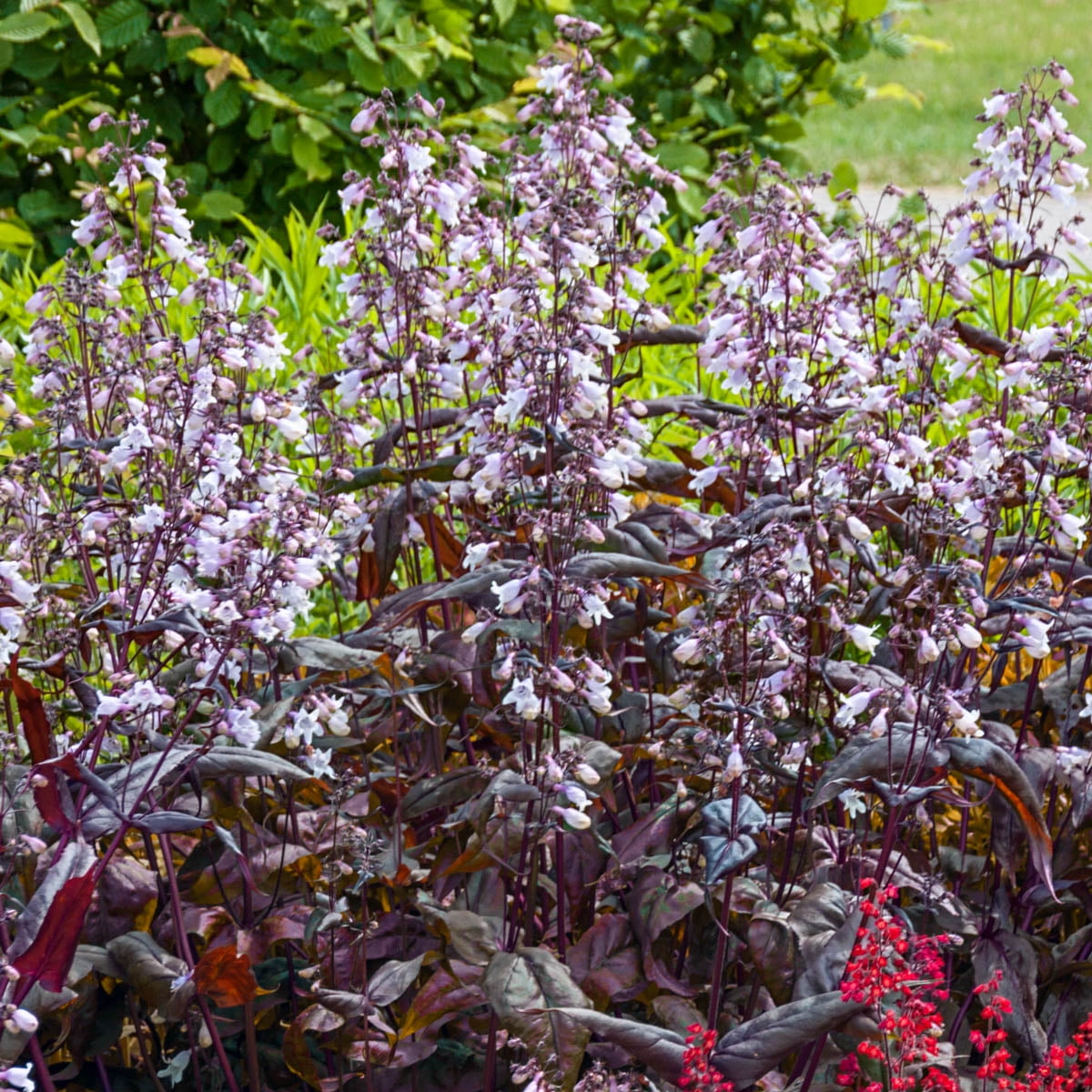 Husker Red Bearded Toungue Penstemon Dormant Bare Root Flowering ...