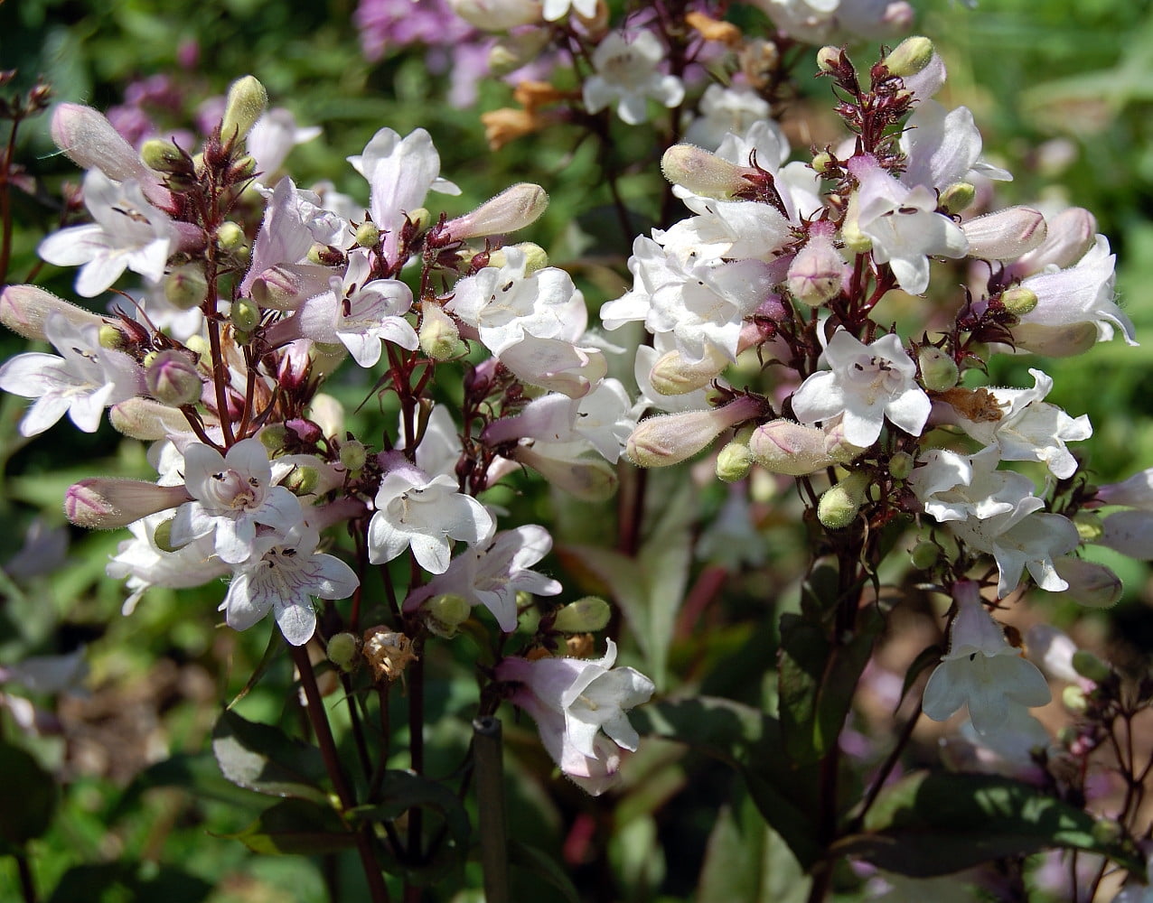 Husker Red Penstemon - Hardy - Quart Pot - Walmart.com
