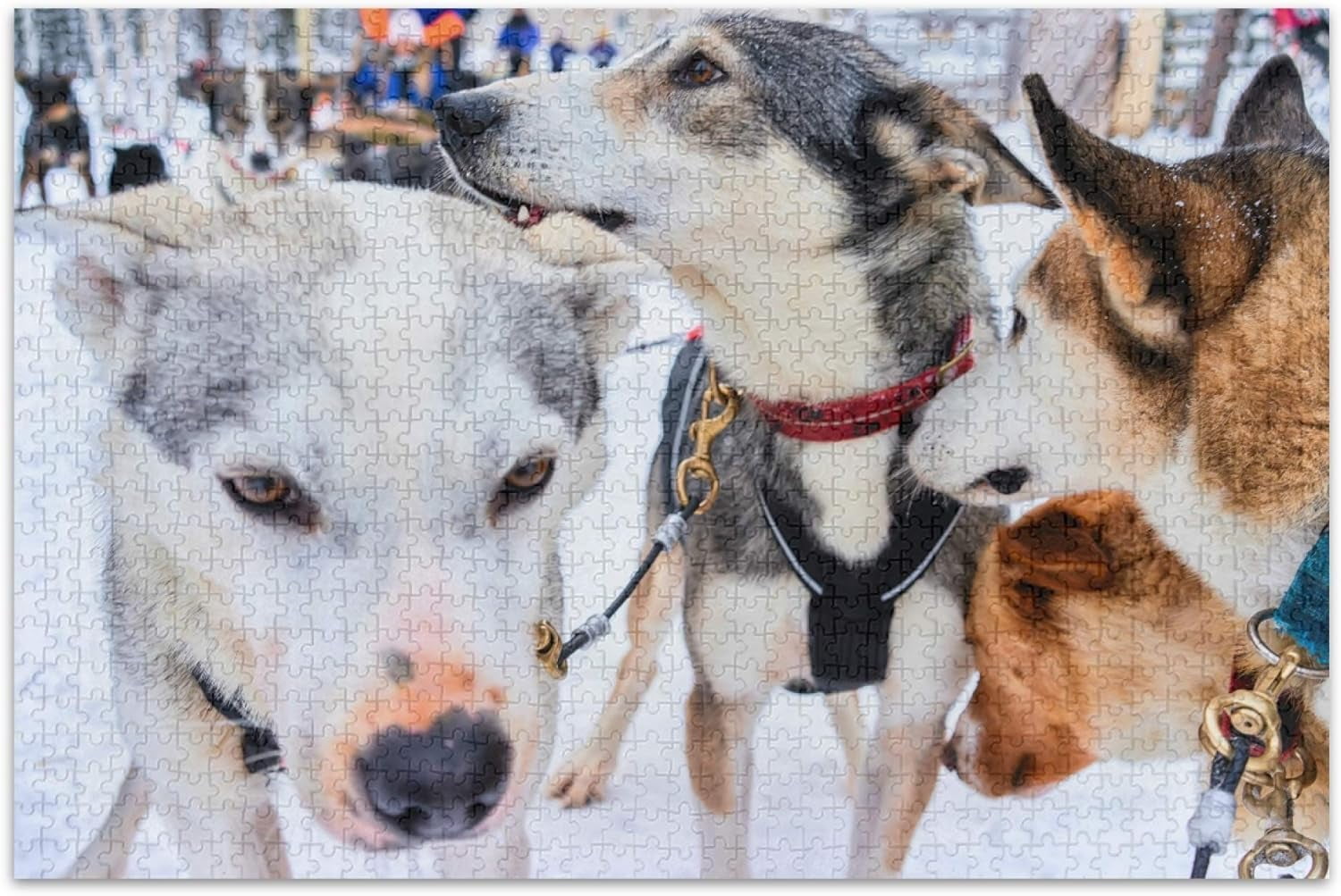 Husky Dogs in Sledge Jigsaw Puzzle 500 Pieces for Adults Teens Kids ...