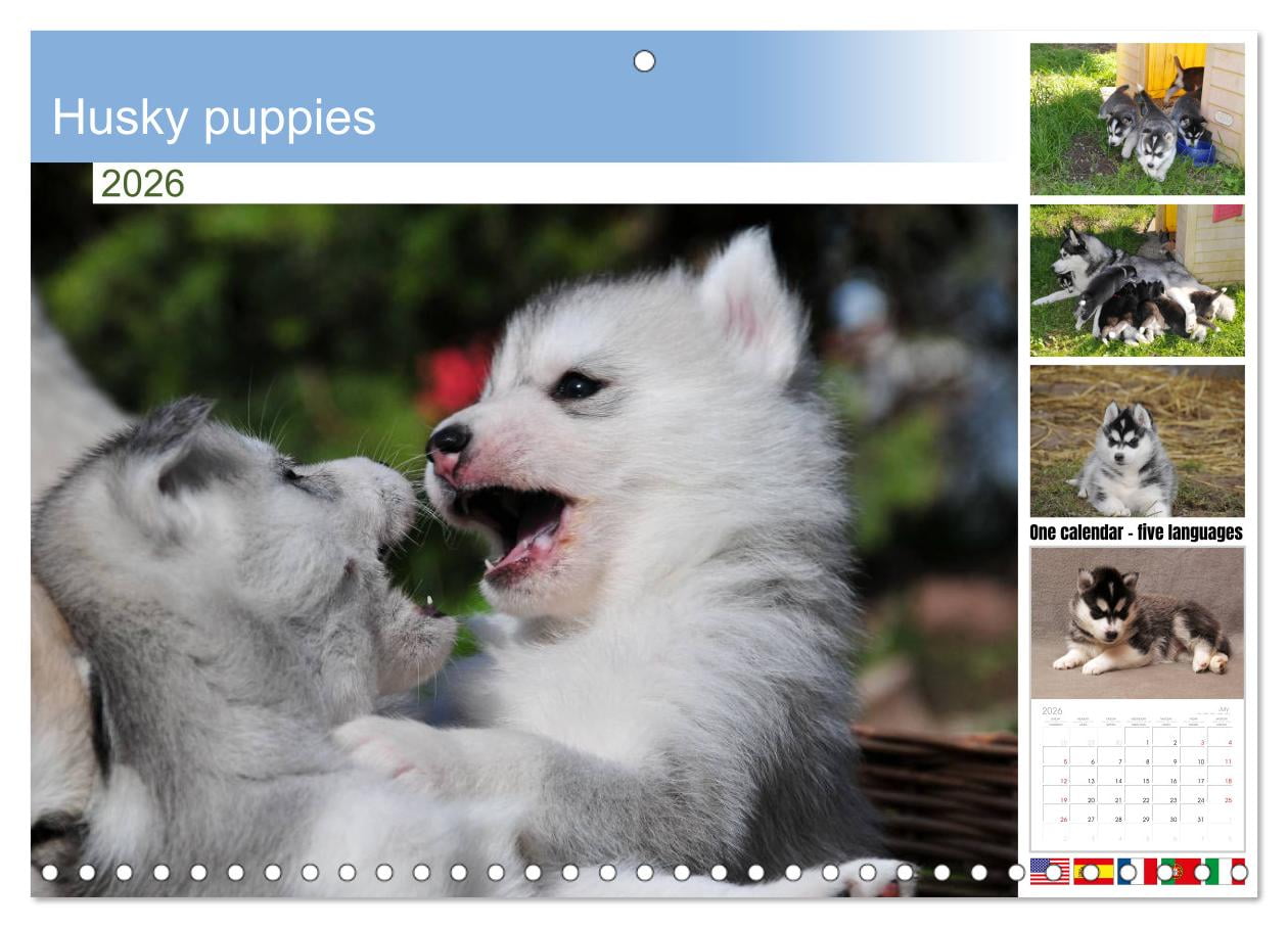 Husky puppies (Monthly Wall Calendar 2026 11.7 x 16.5 (open)), CALVENDO ...