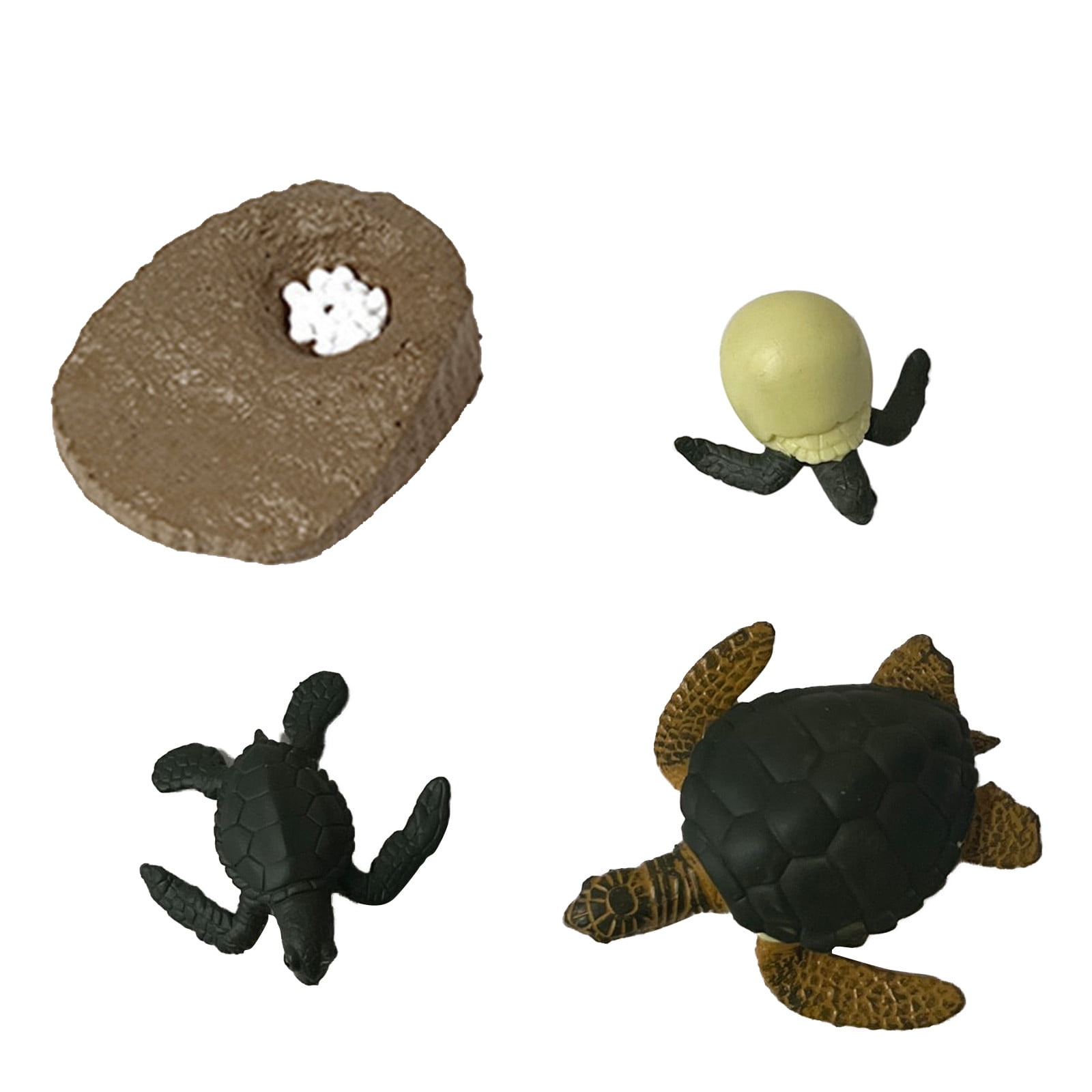 Hxdcxing Toddler Toyseducation Tortoise Life Cycle of A Growth Stage ...