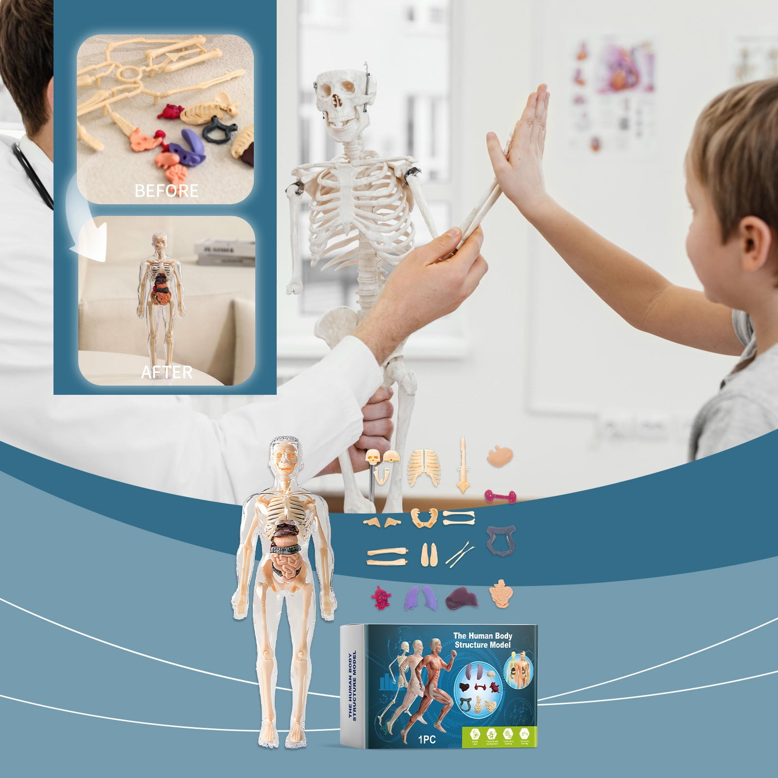 Hxlamzoo Kids Anatomy Toys Interactive Human Body Model11.22 Inch DIY ...