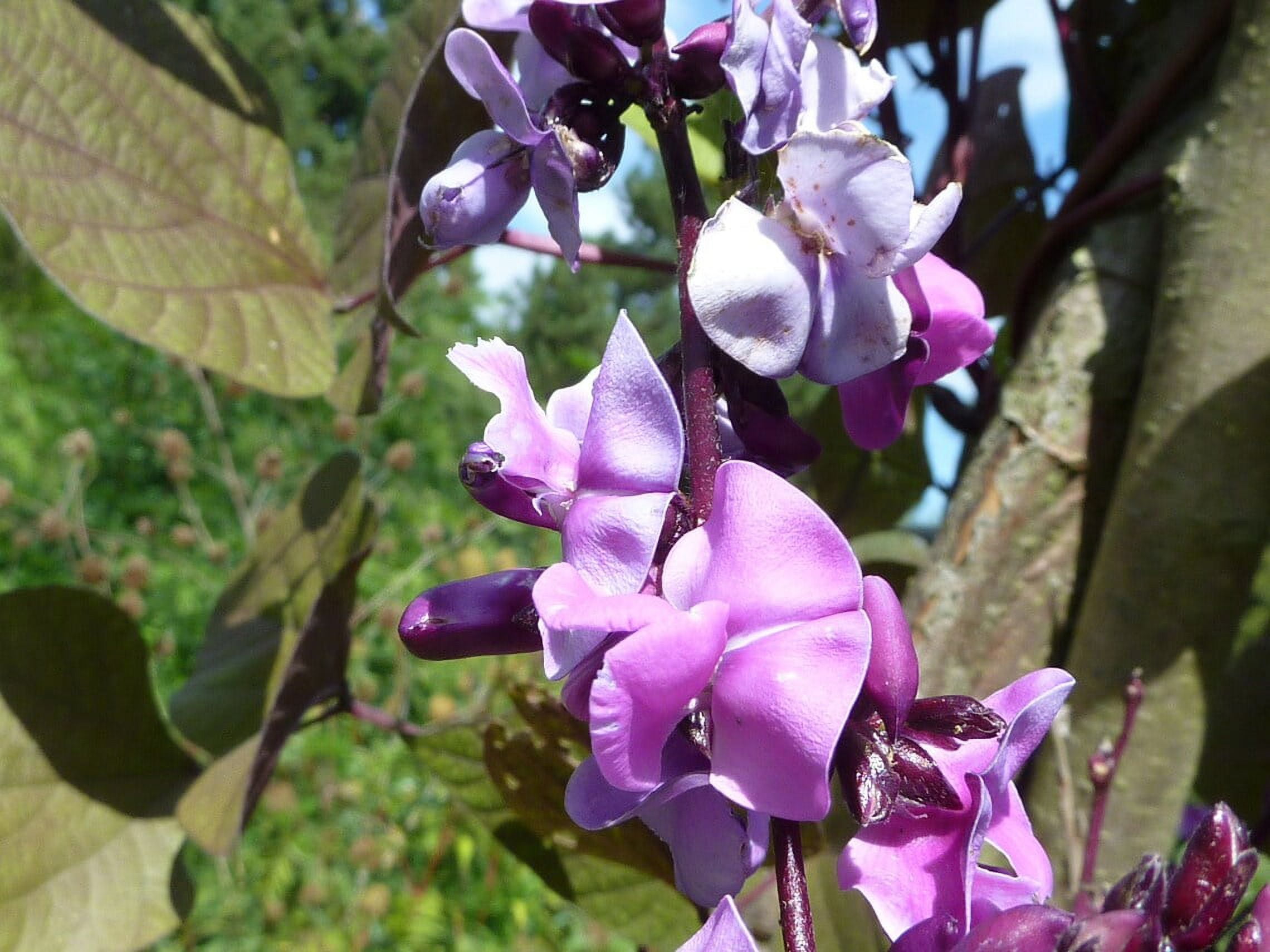 Hyacinth Bean Beautiful Climbing Vining Flower Premium Seed Packet ...