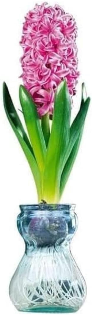 Pink Hyacinth Bulb and Forcing Vase Gift Set - Ready to Grow Indoor ...