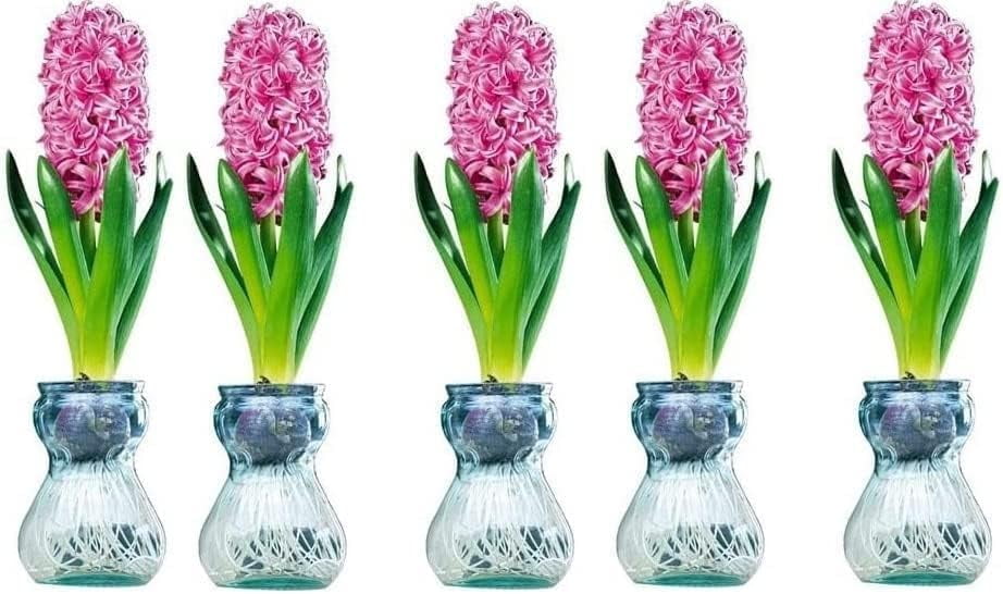 Hyacinth Bulb and Forcing Vase - Ready to Grow Indoor Hyacinth, Just ...