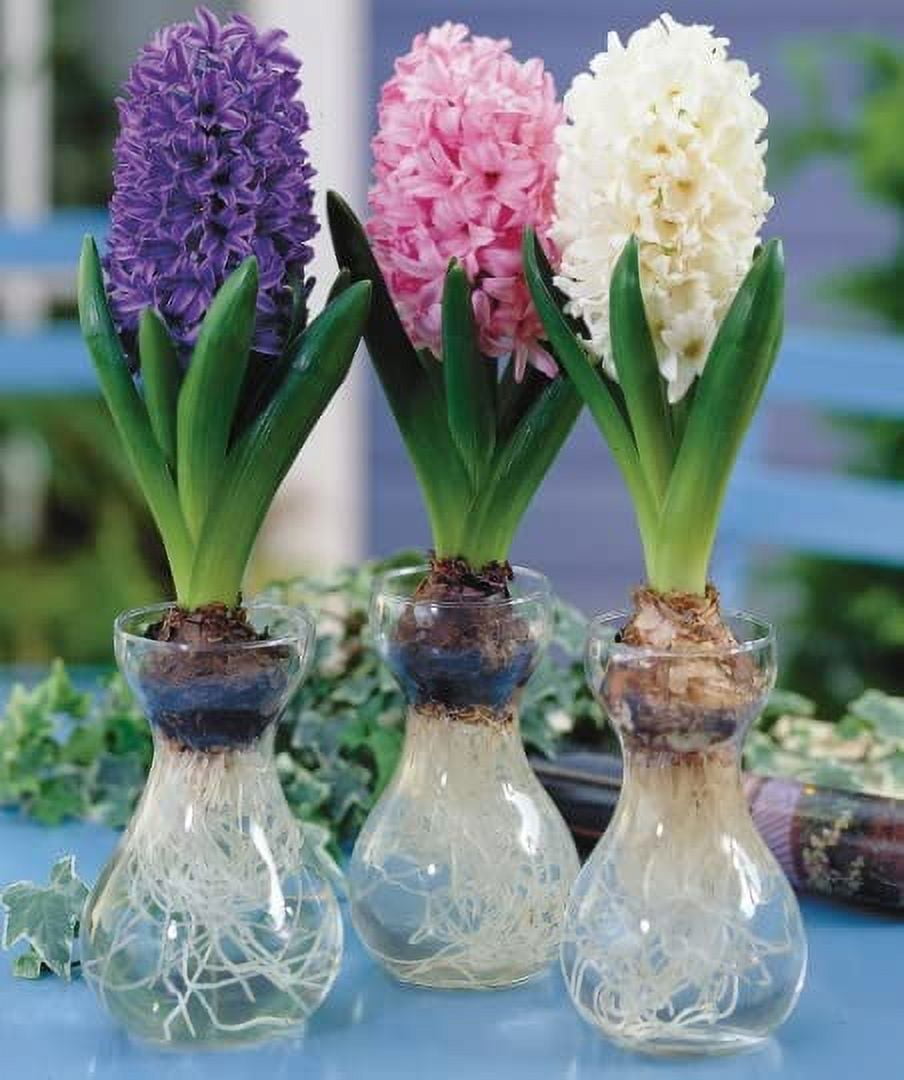 Hyacinth Bulb & Vase - Indoor Mixed Color, Just Add Water - USA (3 ...