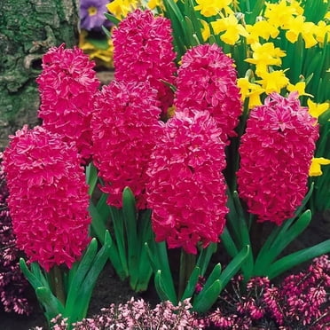 Hyacinth Bulb and Forcing Vase - Ready to Grow Indoor Hyacinth - Mixed ...